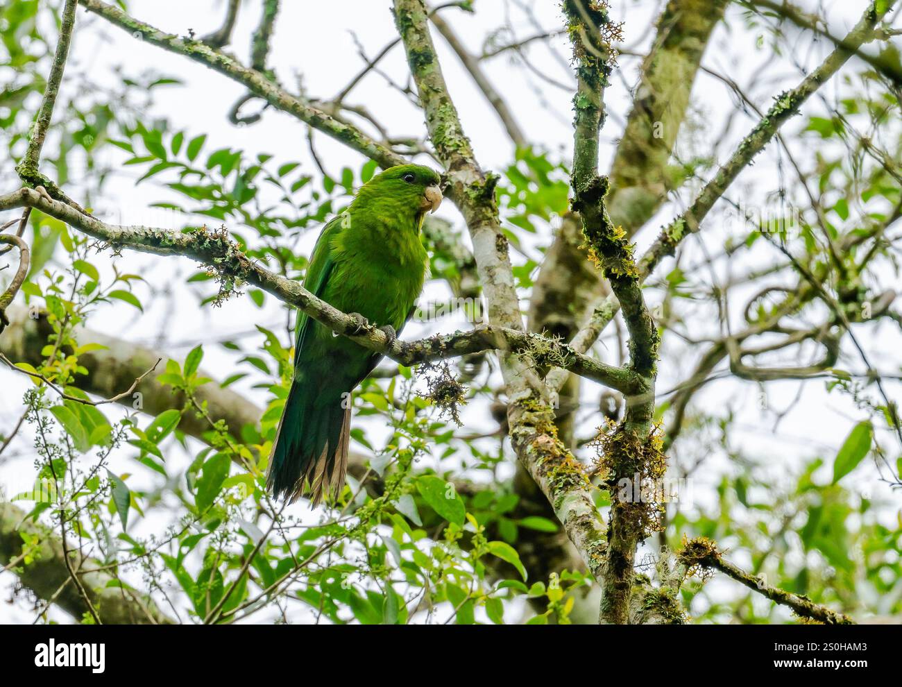 A female Blue-bellied Parrot (Triclaria malachitacea) perched on a ...