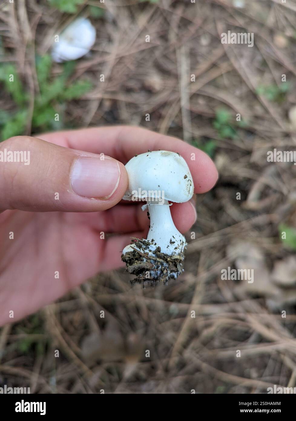 White Dapperling (Leucoagaricus leucothites Stock Photo - Alamy