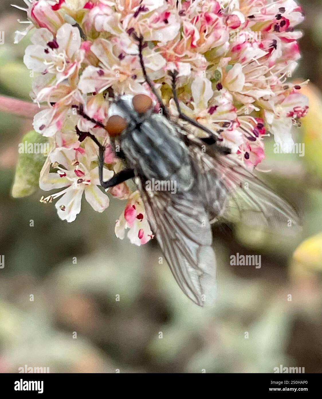 Common Flesh Flies (Sarcophaga Stock Photo - Alamy