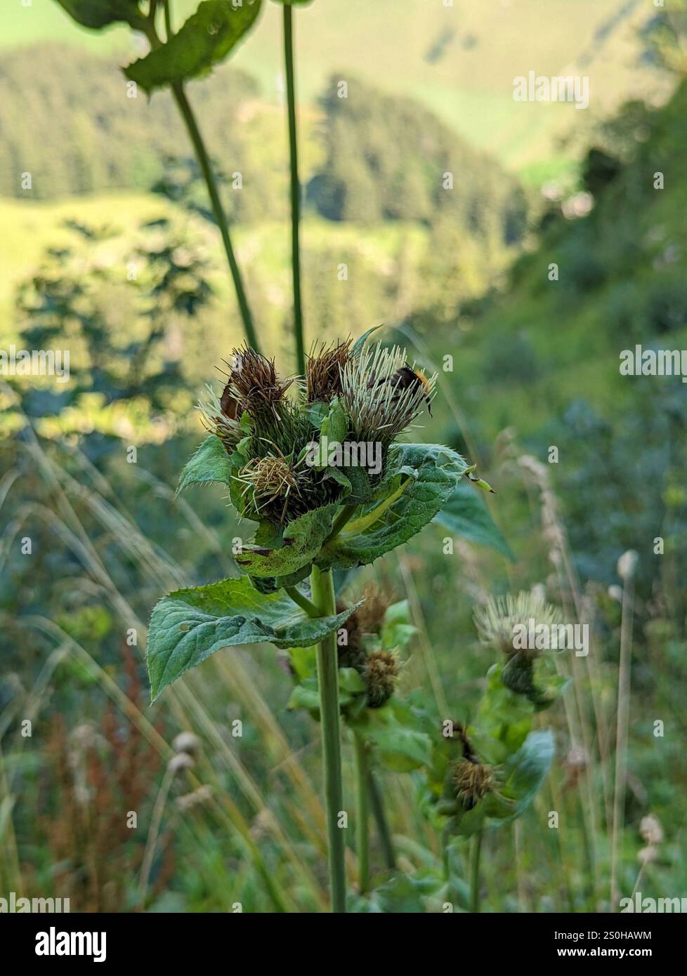 Cabbage Thistle (Cirsium oleraceum Stock Photo - Alamy