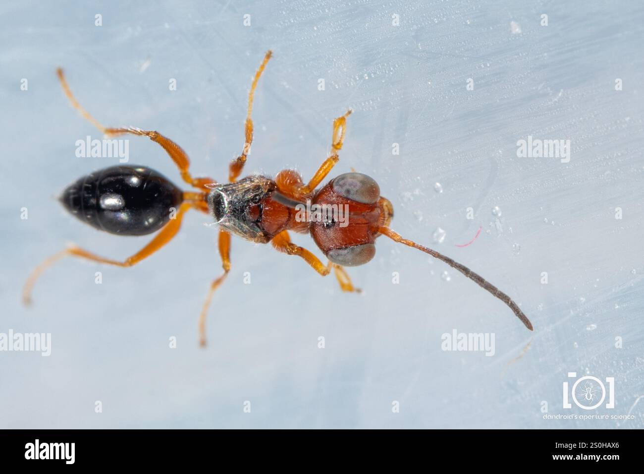 Pincer Wasps (Dryinidae Stock Photo - Alamy