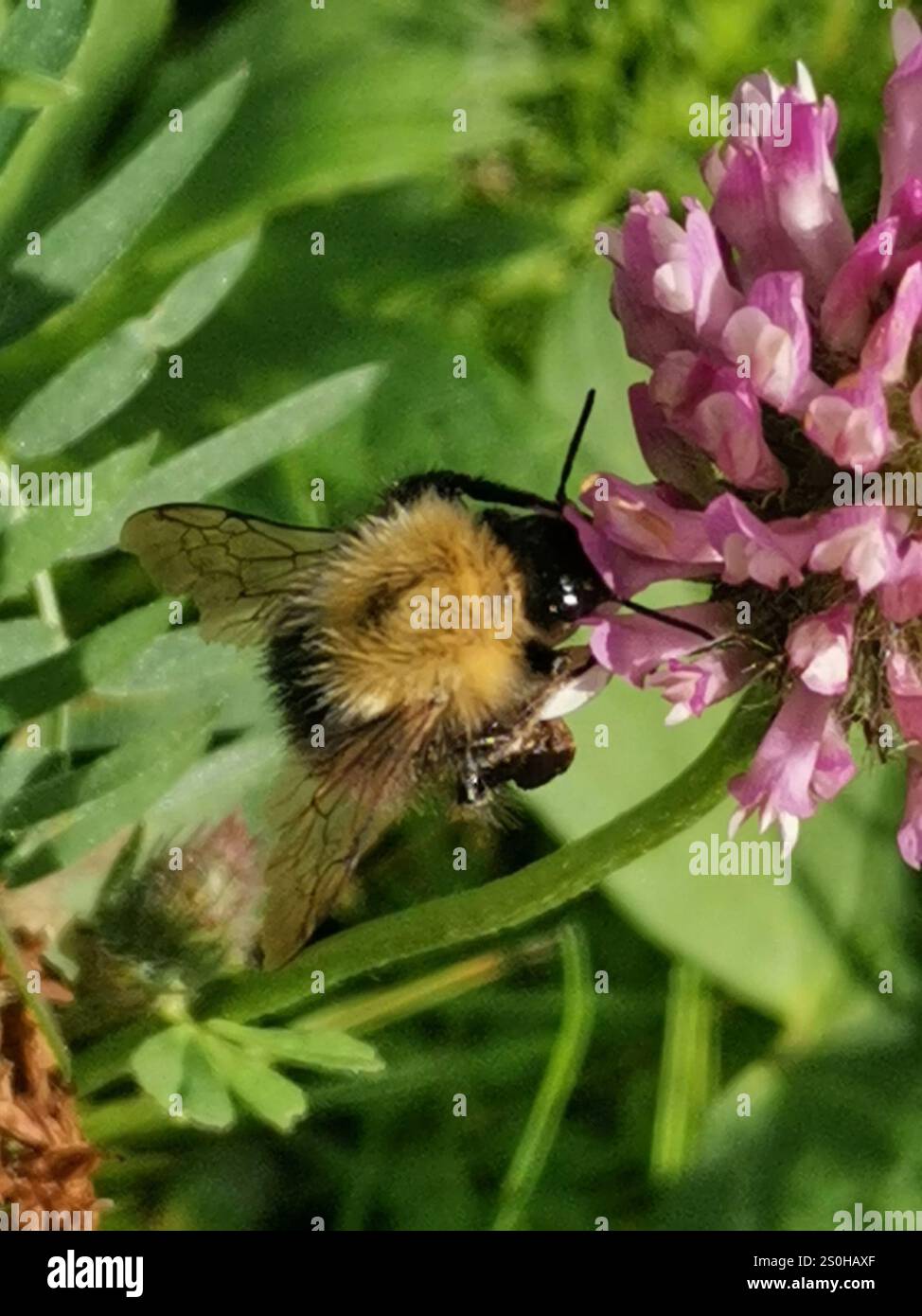 Common Carder Bumble Bee (Bombus pascuorum Stock Photo - Alamy