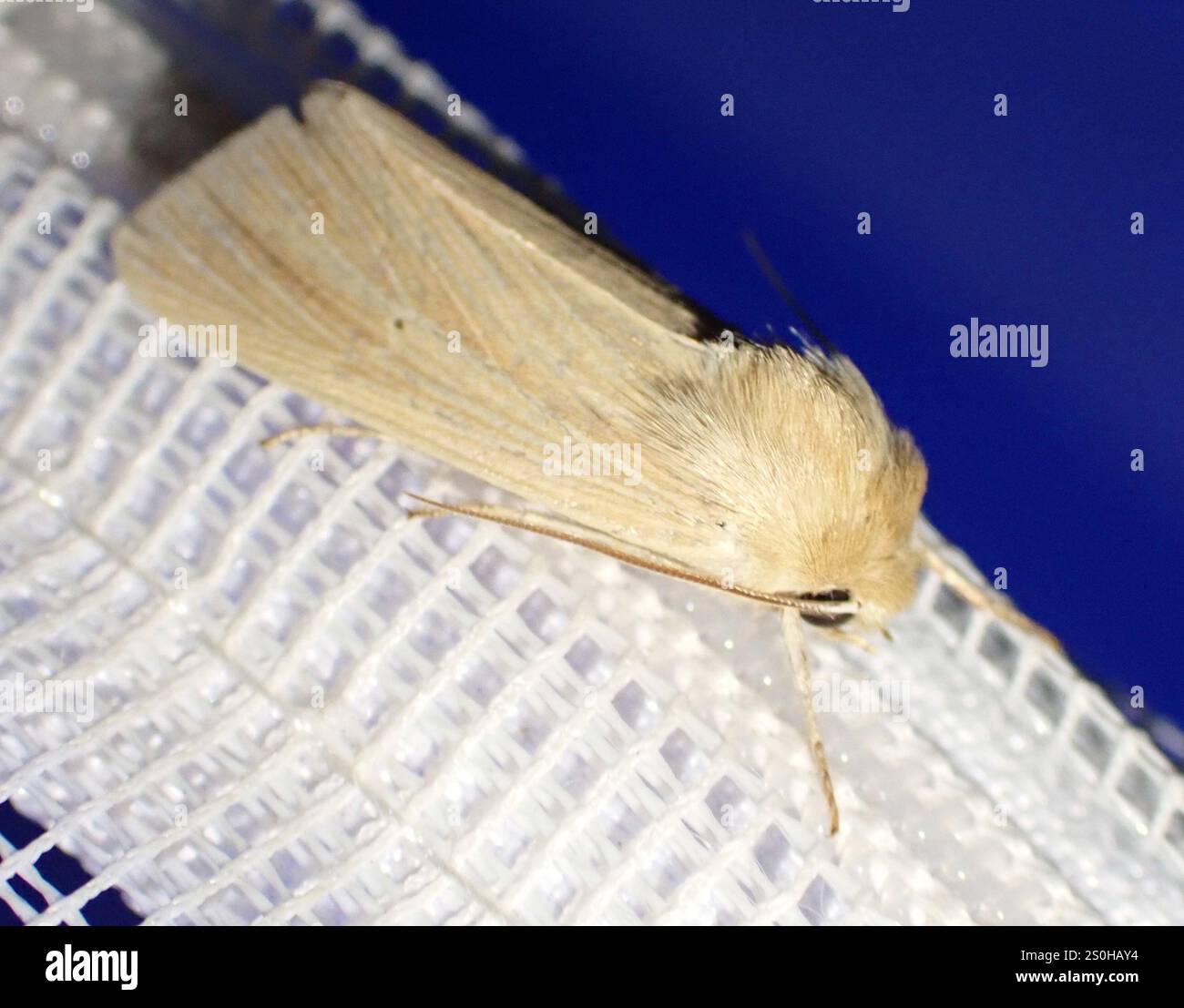 Common Wainscot (Mythimna pallens Stock Photo - Alamy