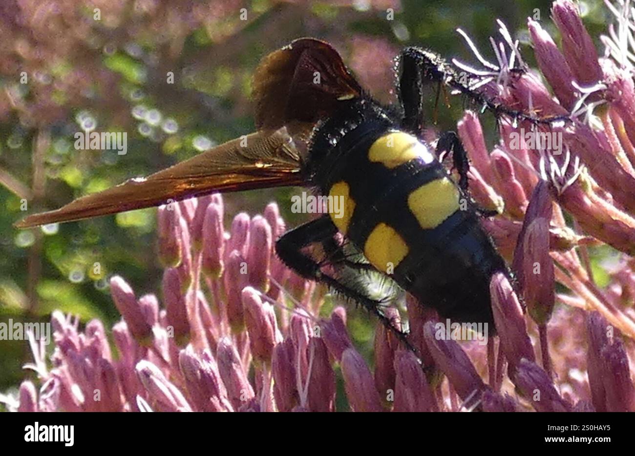 Large Four-spotted Scoliid Wasp (Pygodasis quadrimaculata Stock Photo ...