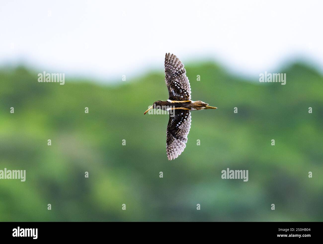 A South American Painted-Snipe (Nycticryphes semicollaris) flying over ...