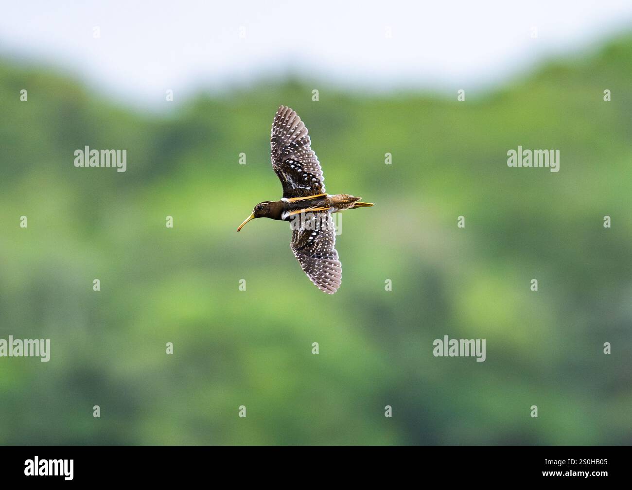American snipe flying hi-res stock photography and images - Alamy