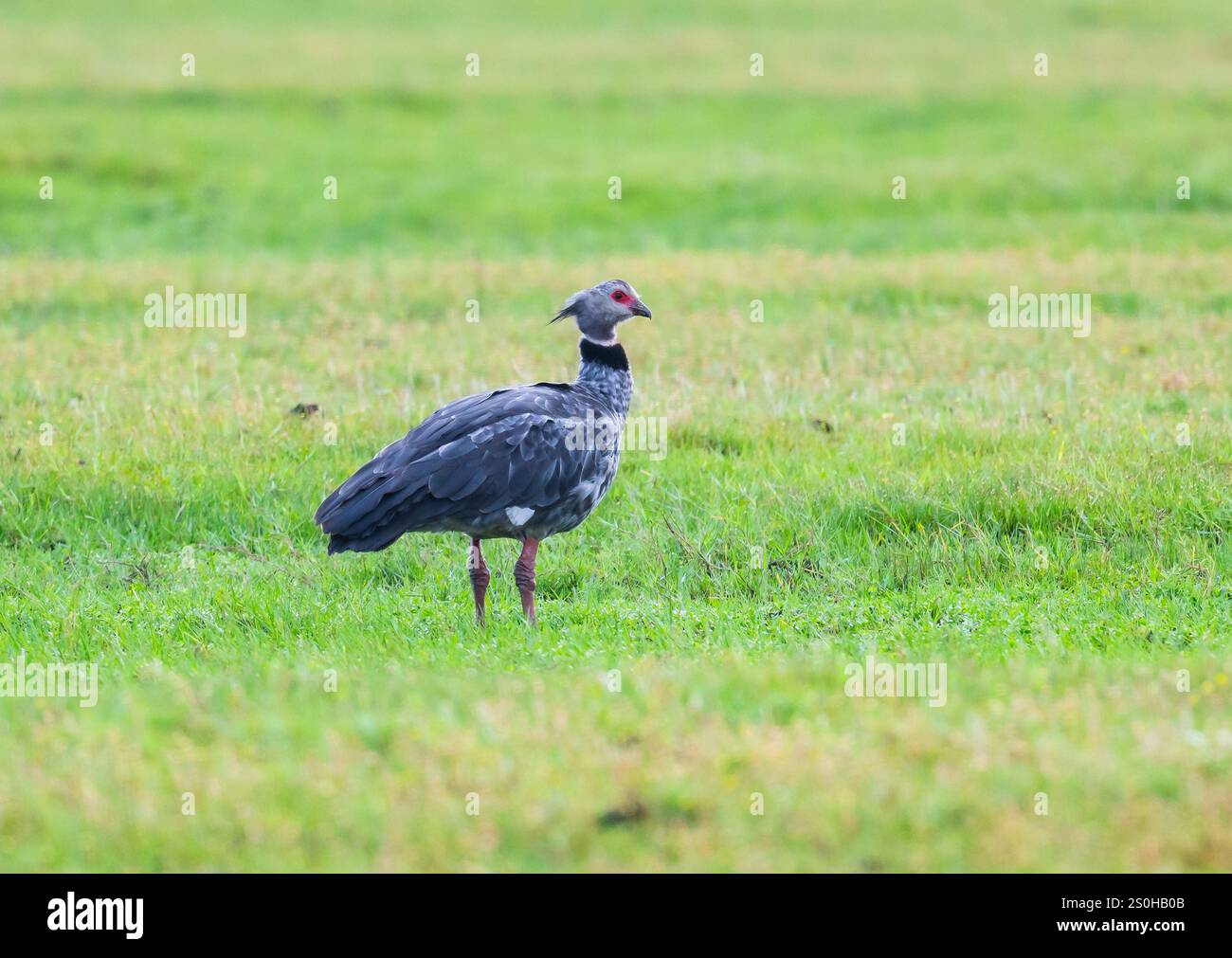 A Southern Screamer (Chauna torquata) standing in open grass field ...