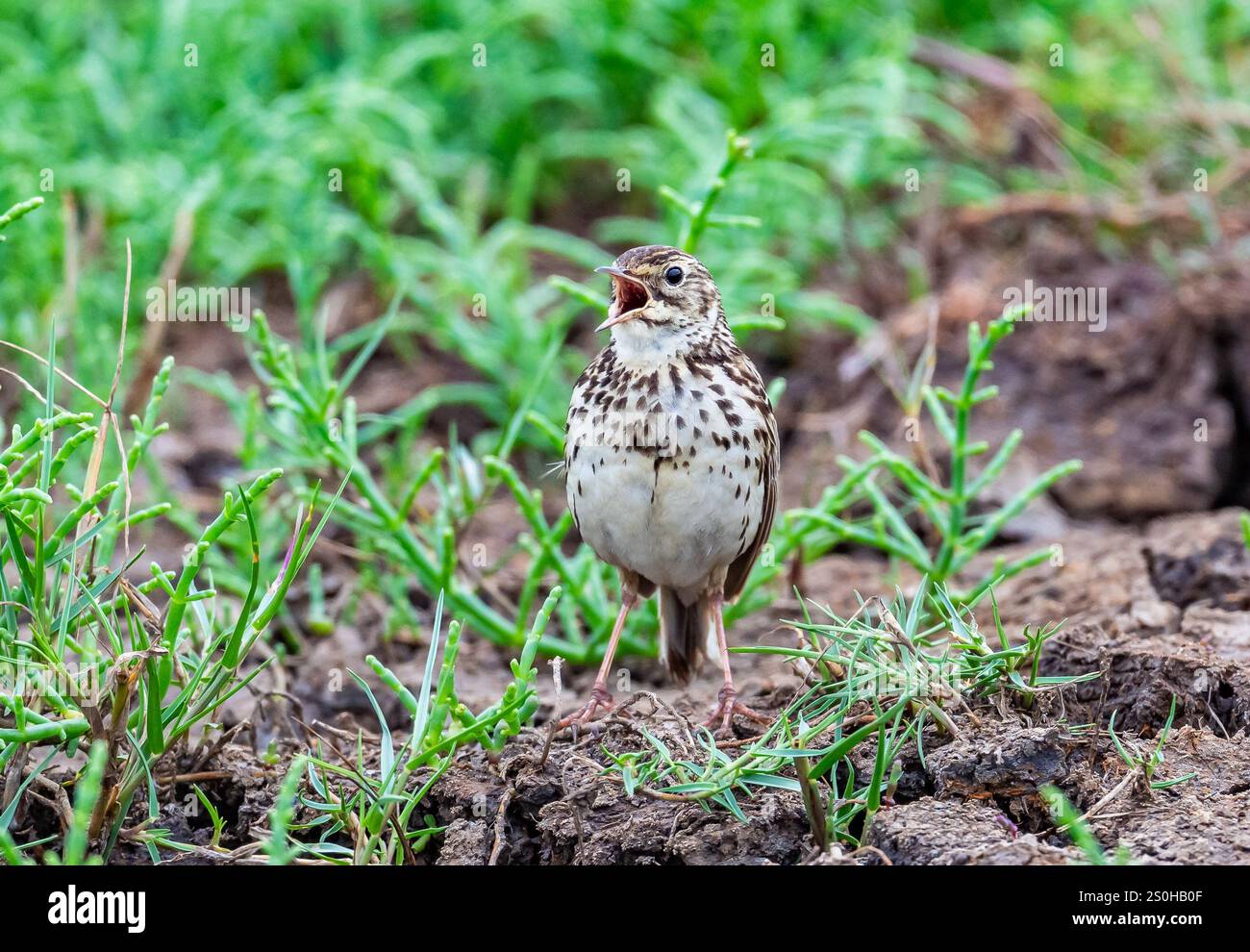 A Correndera Pipit (Anthus correndera) singing. State of Rio Grande do Sul, Brazil Stock Photo ...