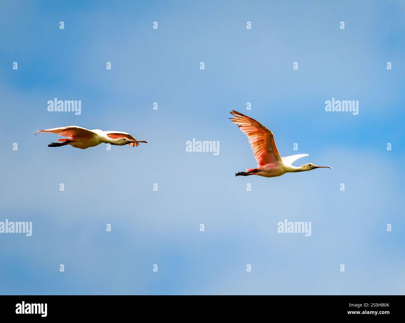 Two Roseate Spoonbills (Platalea ajaja) flying over blue sky. State of ...