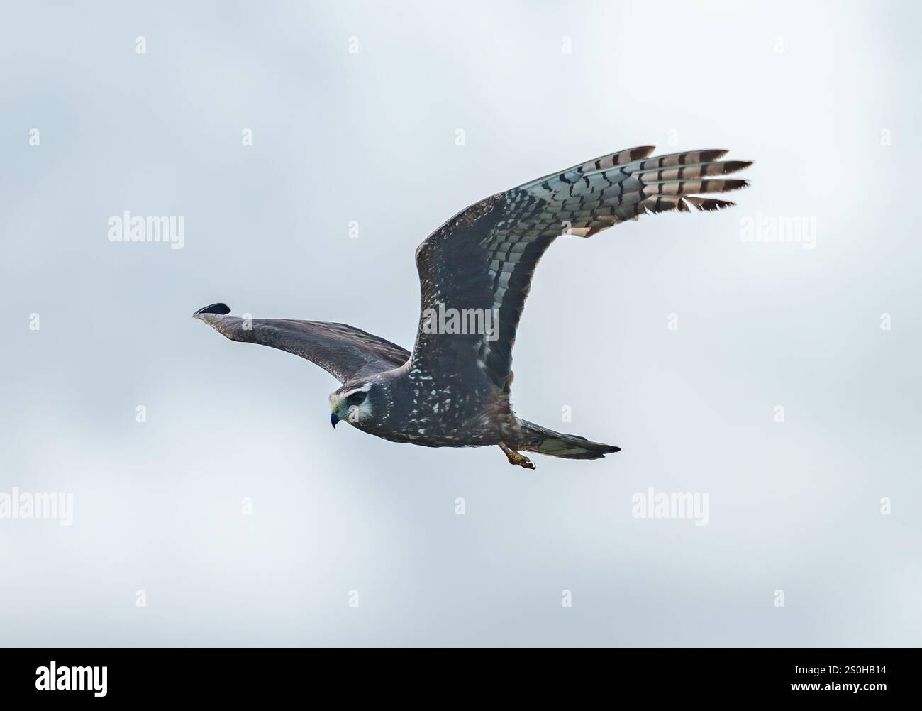 A Long-winged Harrier (Circus buffoni) flying over. State of Rio Grande ...