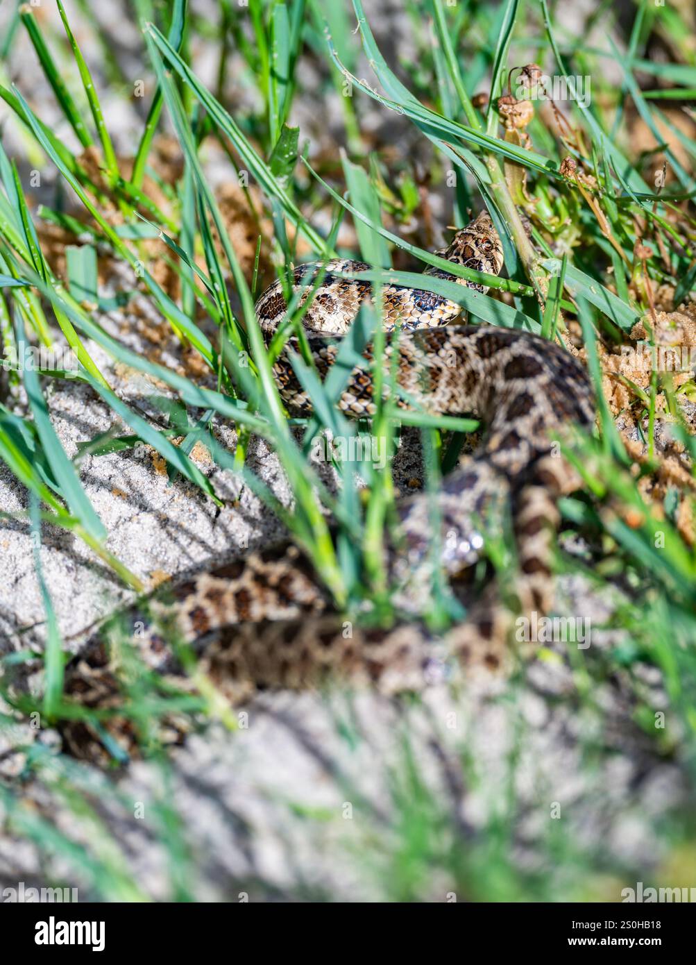A South American Hognose Snake (Xenodon dorbignyi) hiding in grass ...
