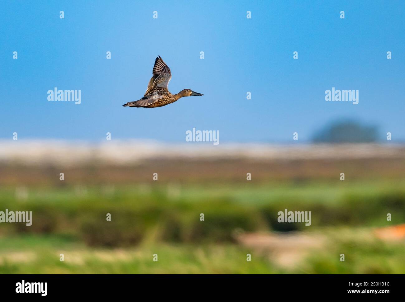 A female Red Shoveler duck (Spatula platalea) flying over. State of Rio ...