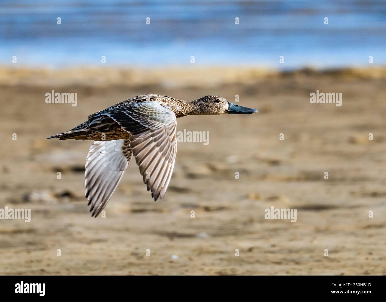 A female Red Shoveler duck (Spatula platalea) flying over. State of Rio ...