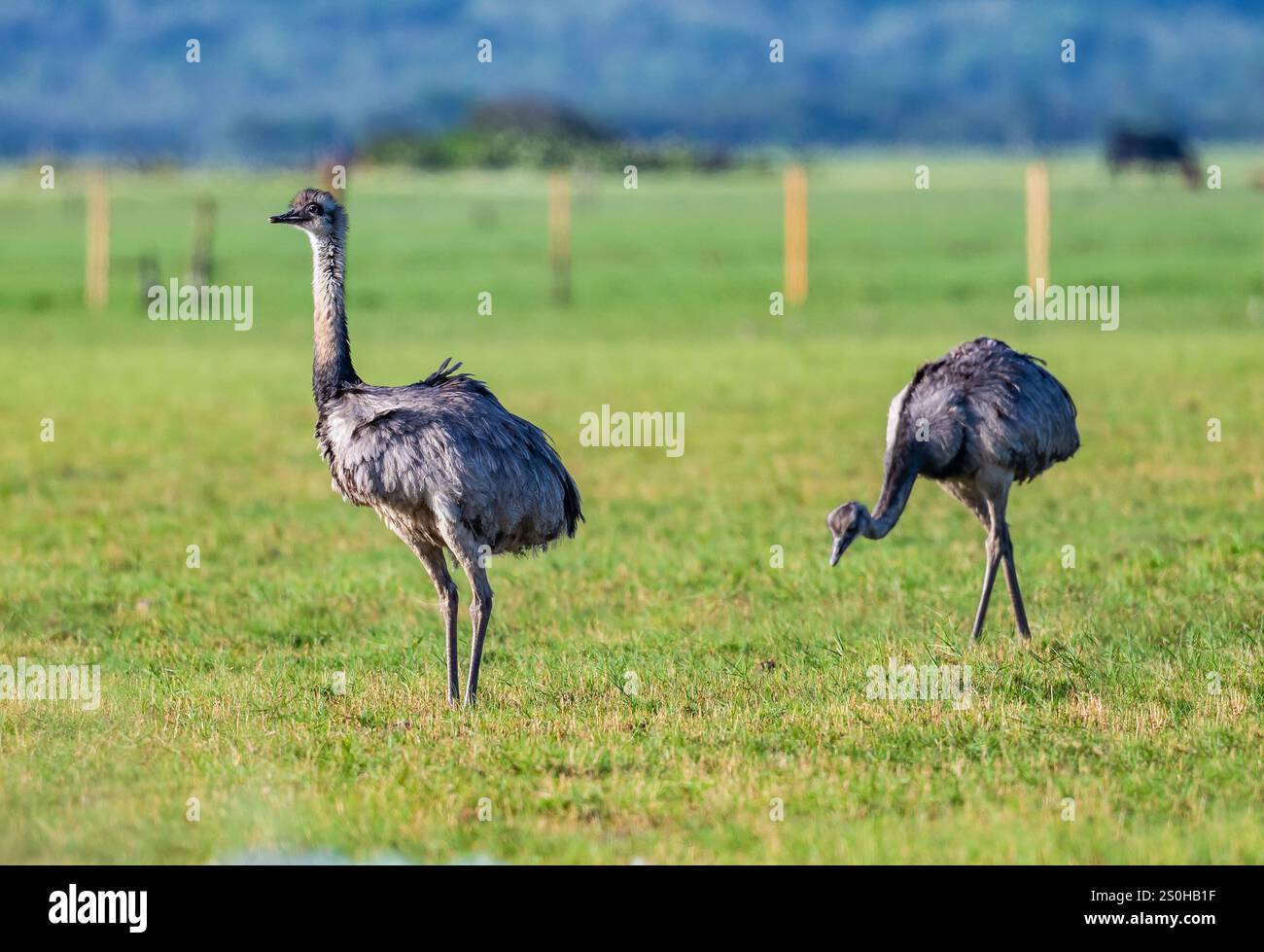 Two Greater Rheas (Rhea americana) roaming on open grass field. State of Rio Grande do Sul ...
