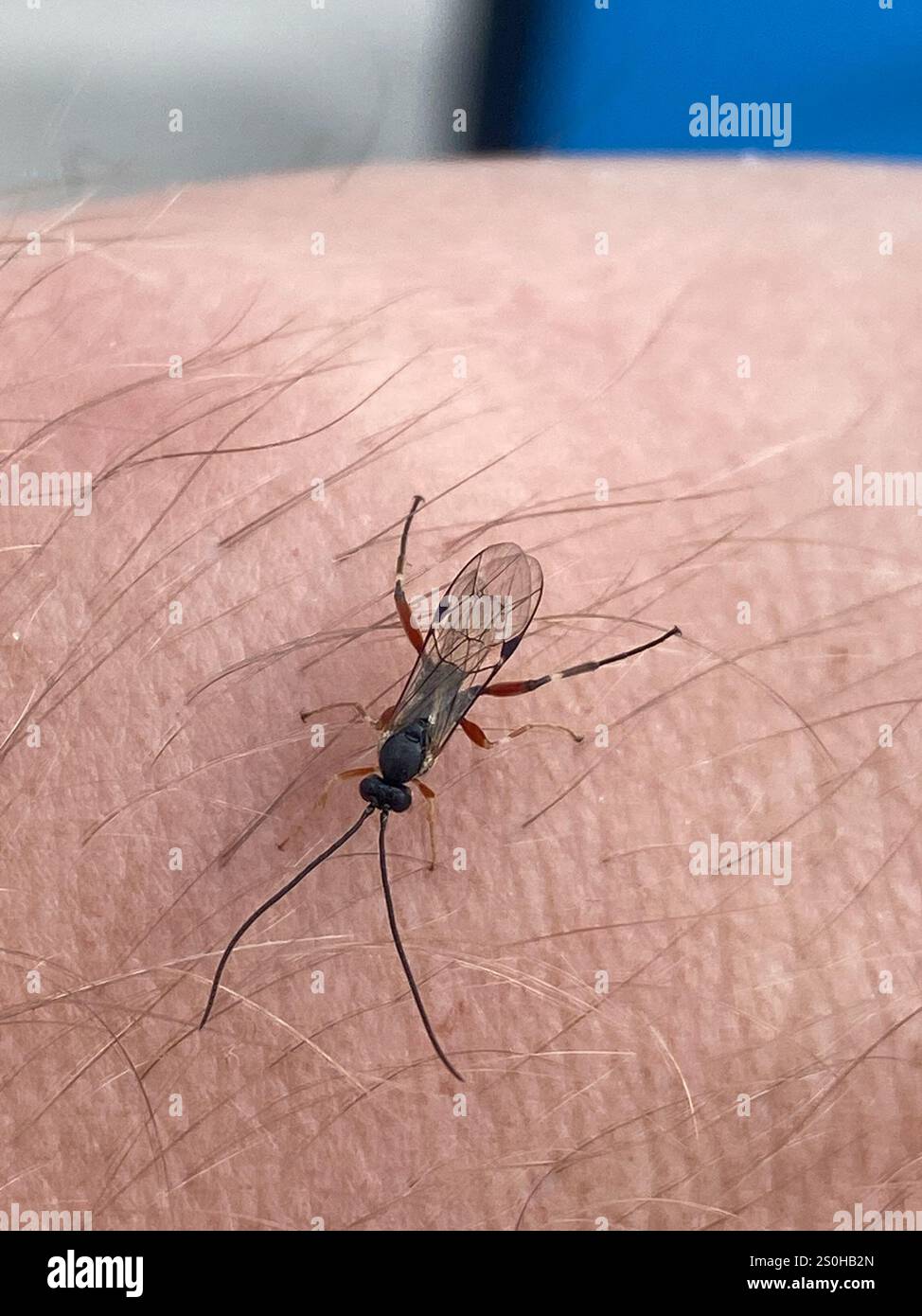Common Hover Fly Parasitoid Wasp (Diplazon laetatorius Stock Photo - Alamy