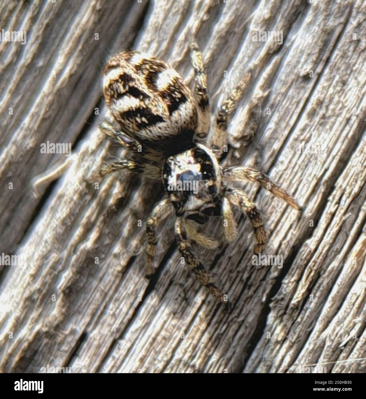 Zebra Jumping Spider (Salticus scenicus Stock Photo - Alamy