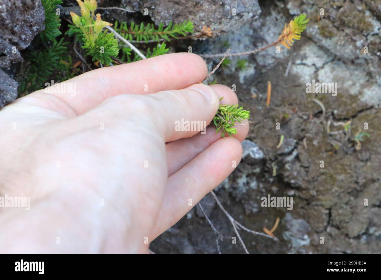 Yellow Mountain-heath (Phyllodoce glanduliflora Stock Photo - Alamy
