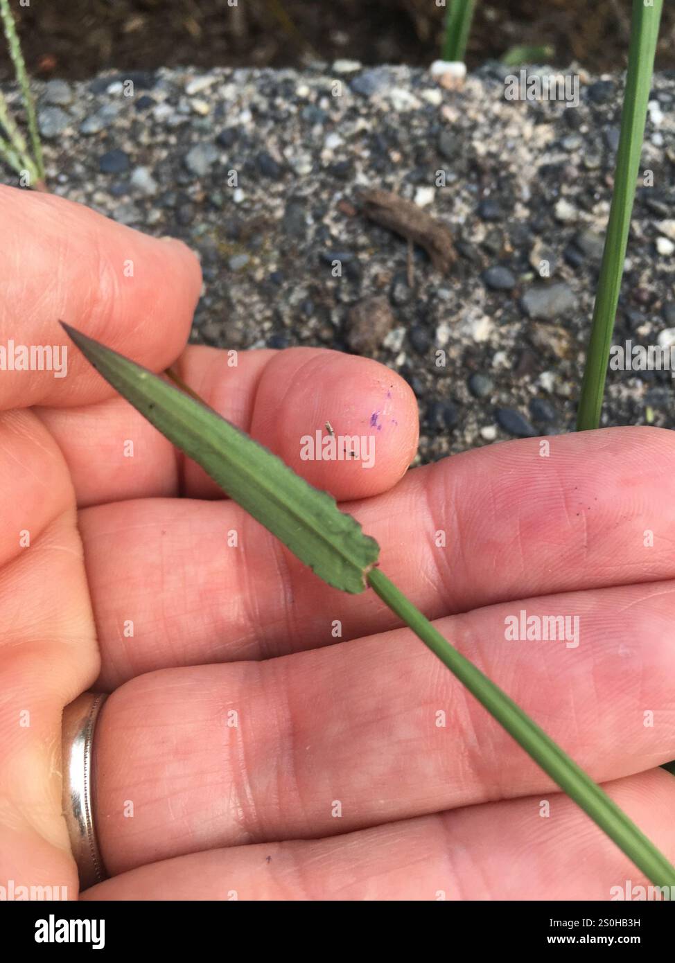 Hairy Crabgrass (Digitaria sanguinalis Stock Photo - Alamy