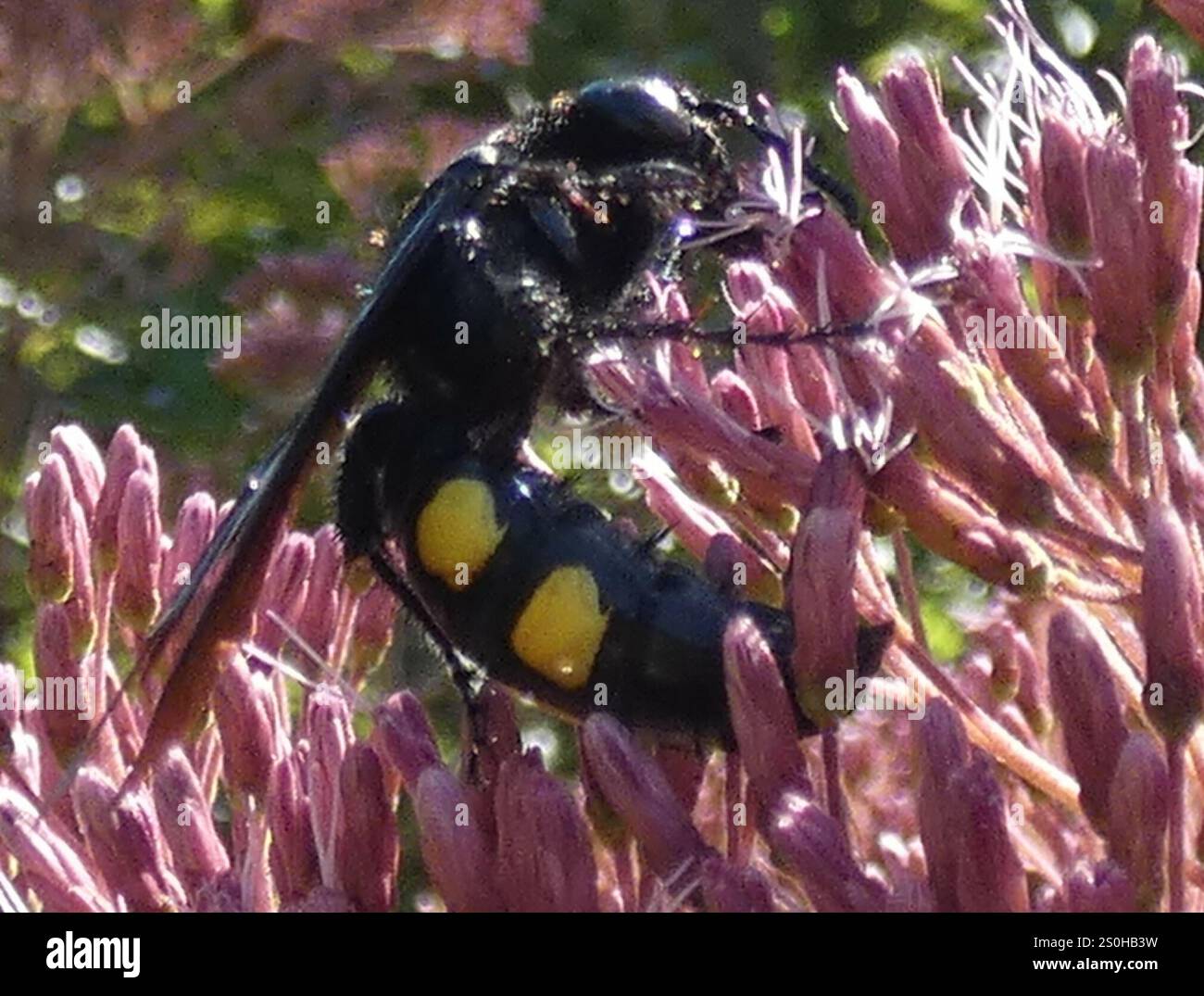 Large Four-spotted Scoliid Wasp (Pygodasis quadrimaculata Stock Photo ...