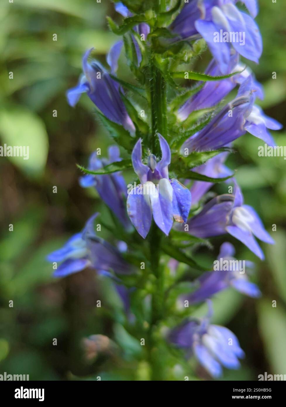 Great Blue Lobelia Lobelia Siphilitica Stock Photo Alamy