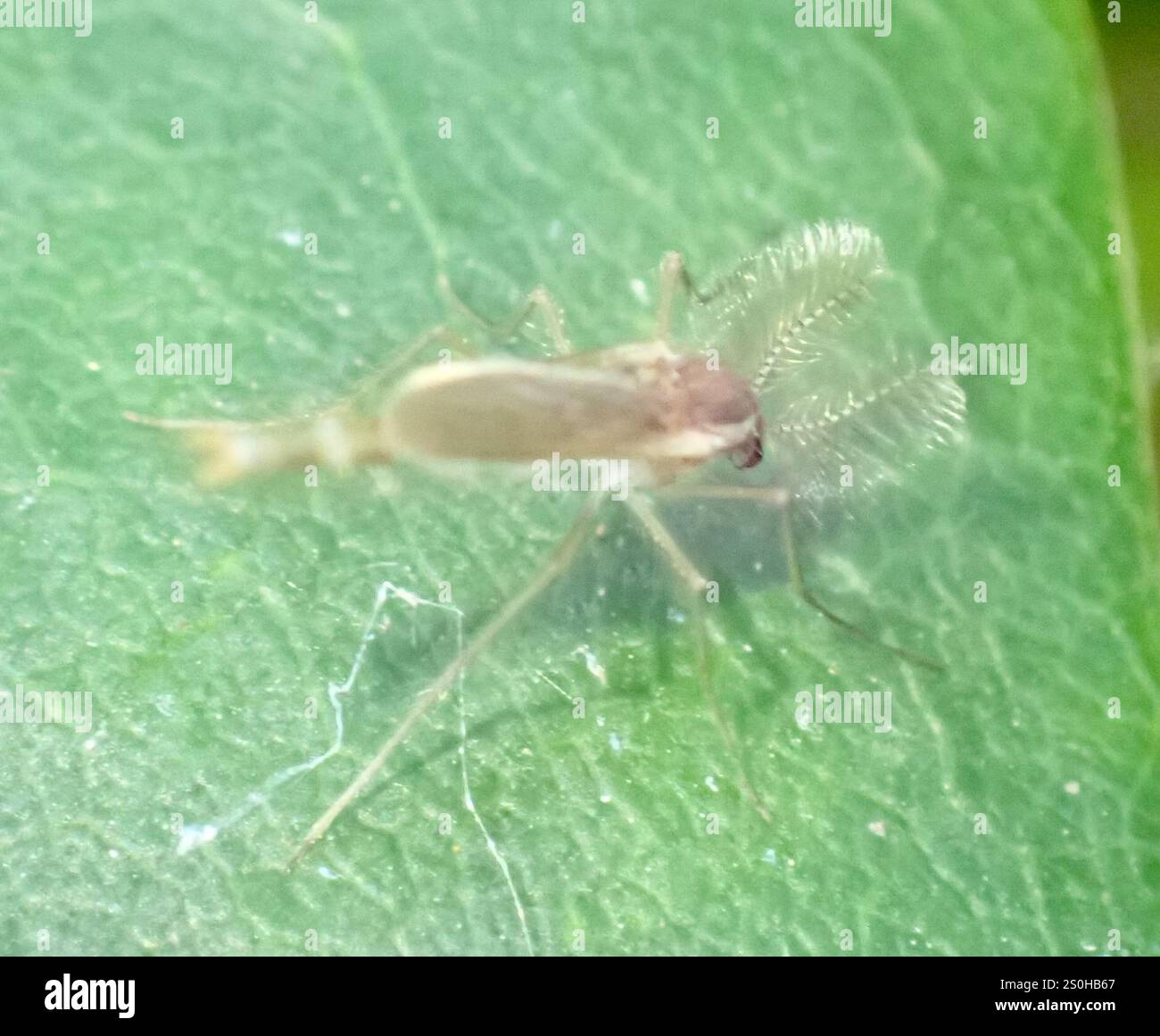 Phantom Midges (Chaoboridae Stock Photo - Alamy