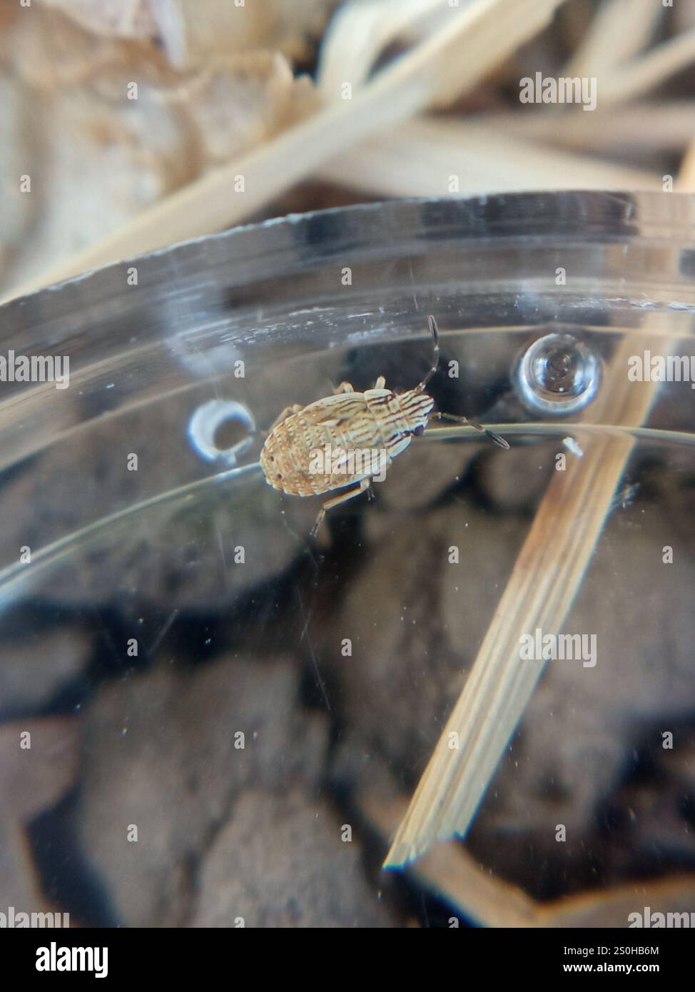 False chinch bugs (Nysius Stock Photo - Alamy