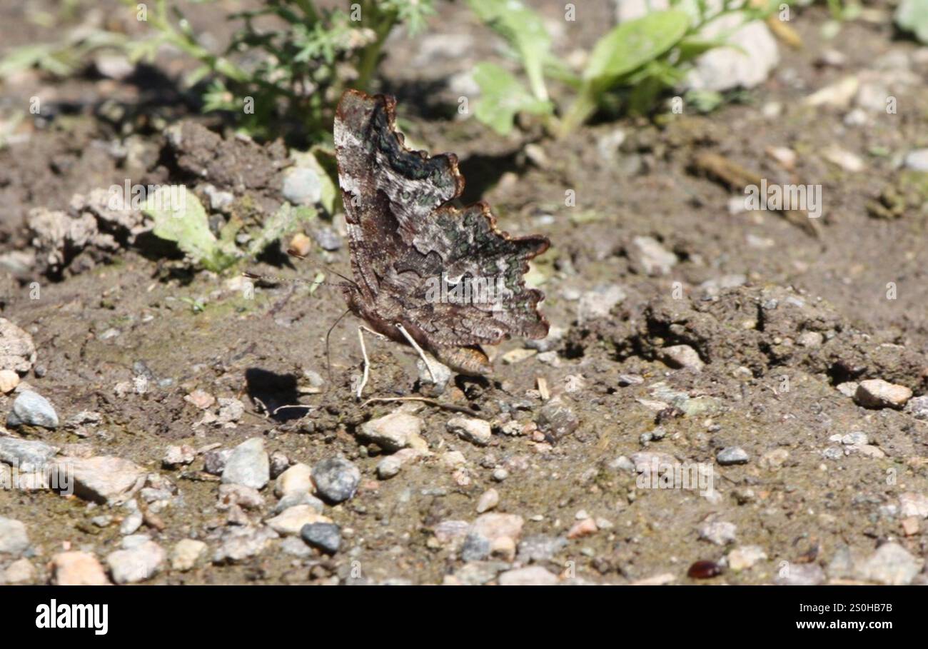 Green Comma (Polygonia faunus Stock Photo - Alamy