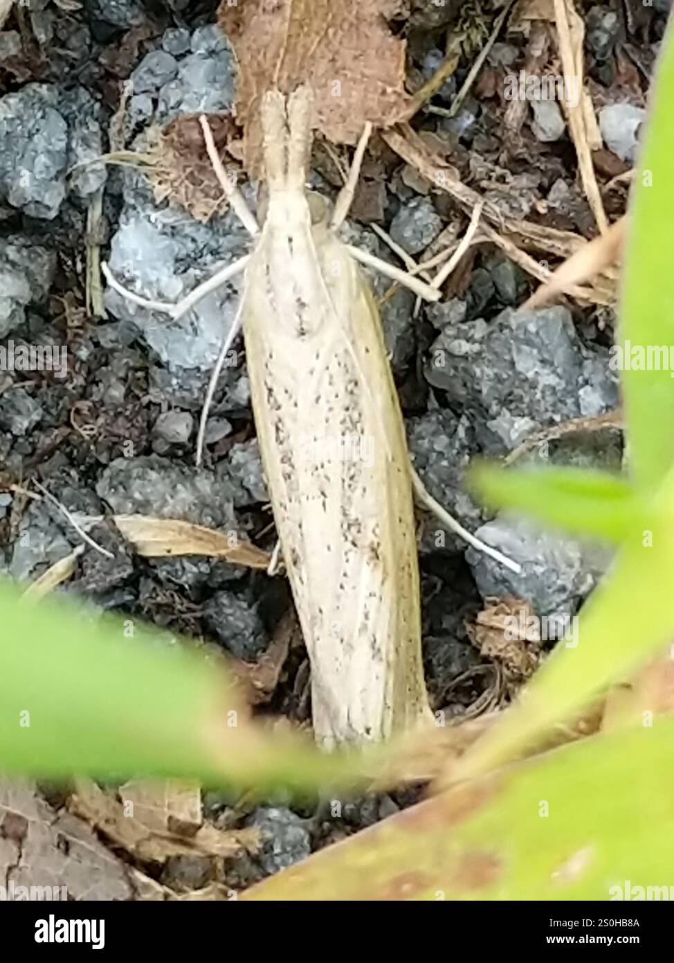 Sod Webworm Moth (Pediasia trisecta Stock Photo - Alamy