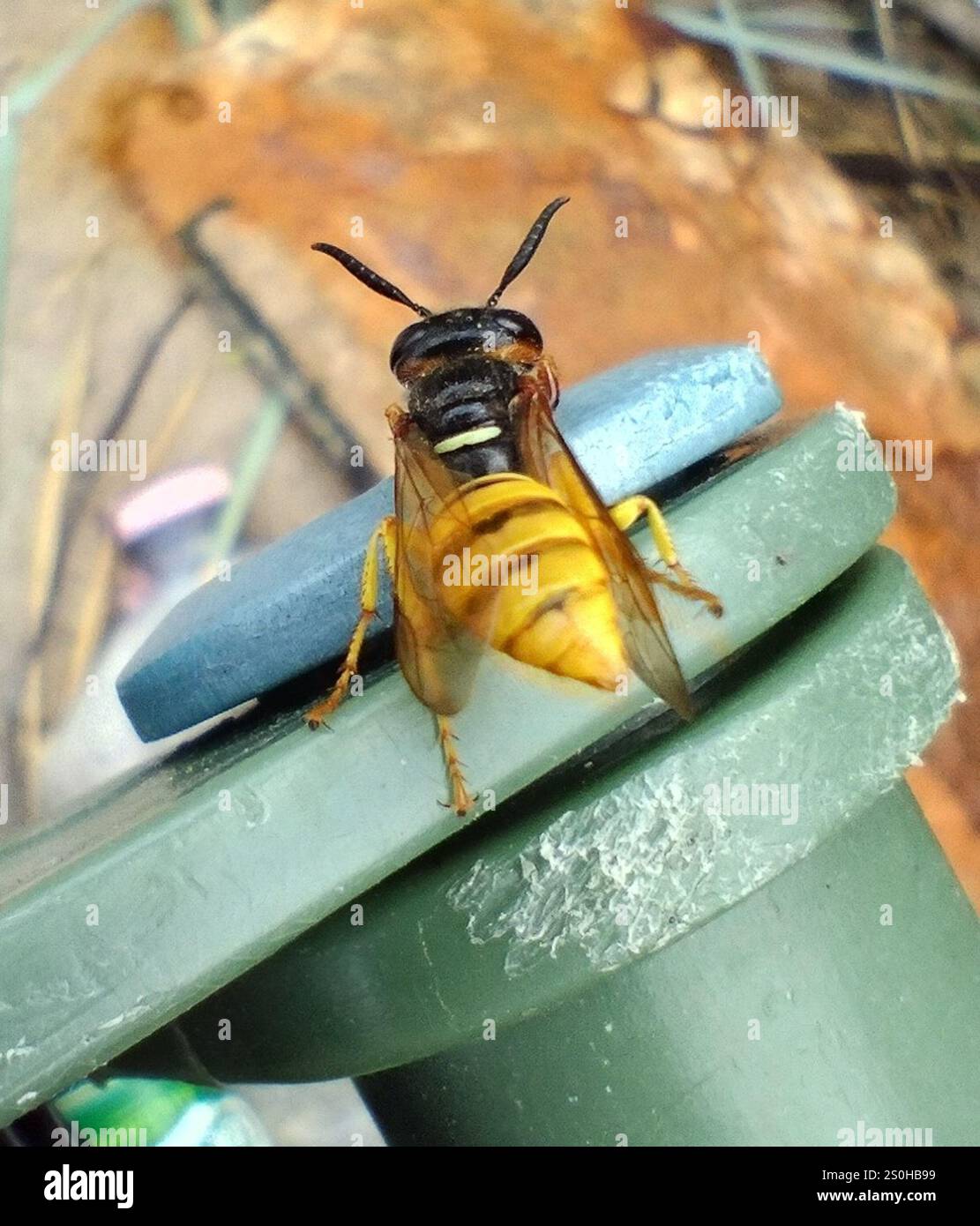 European beewolf (Philanthus triangulum Stock Photo - Alamy