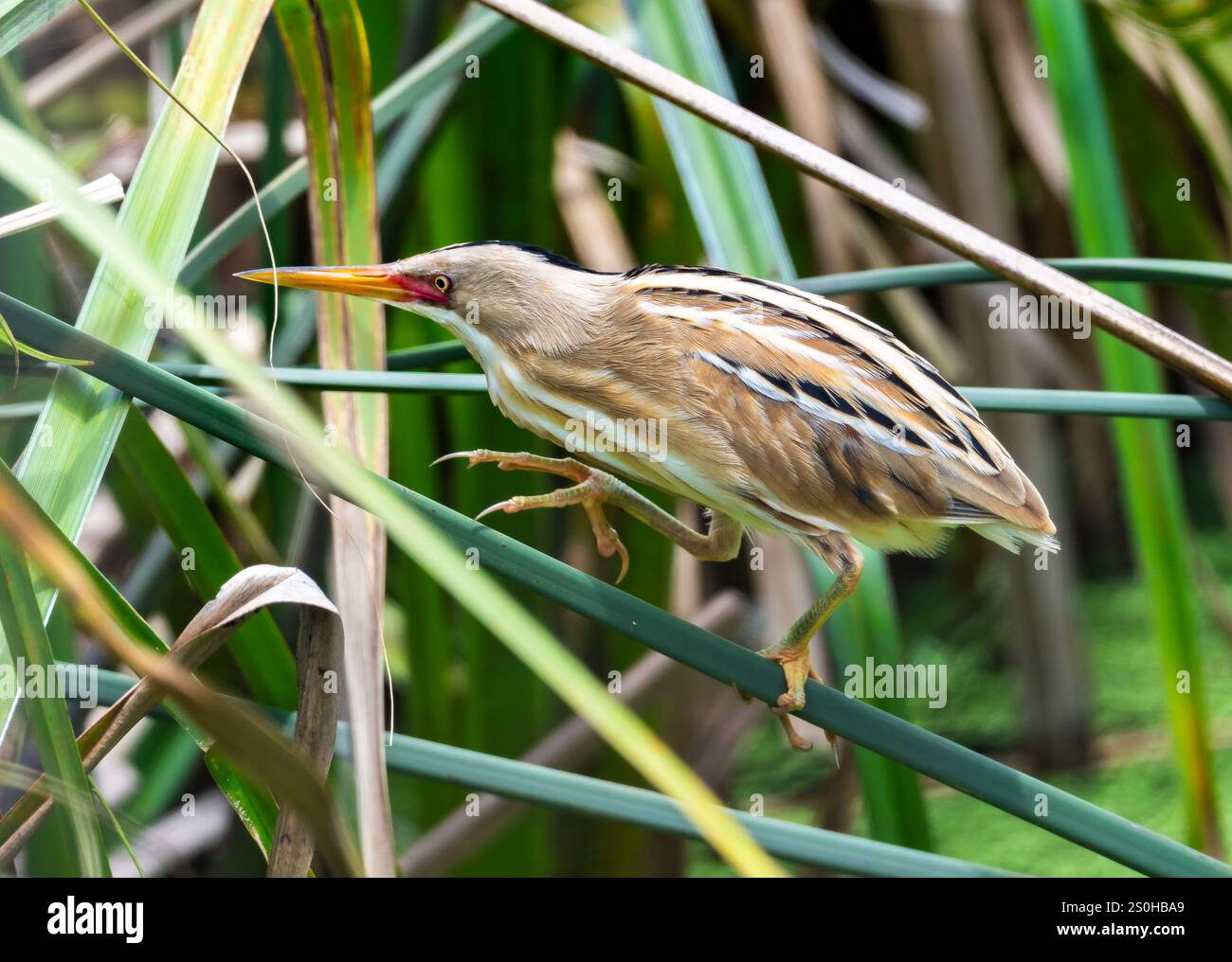 A Stripe-backed Bittern (Botaurus involucris) hunting in tall reeds ...