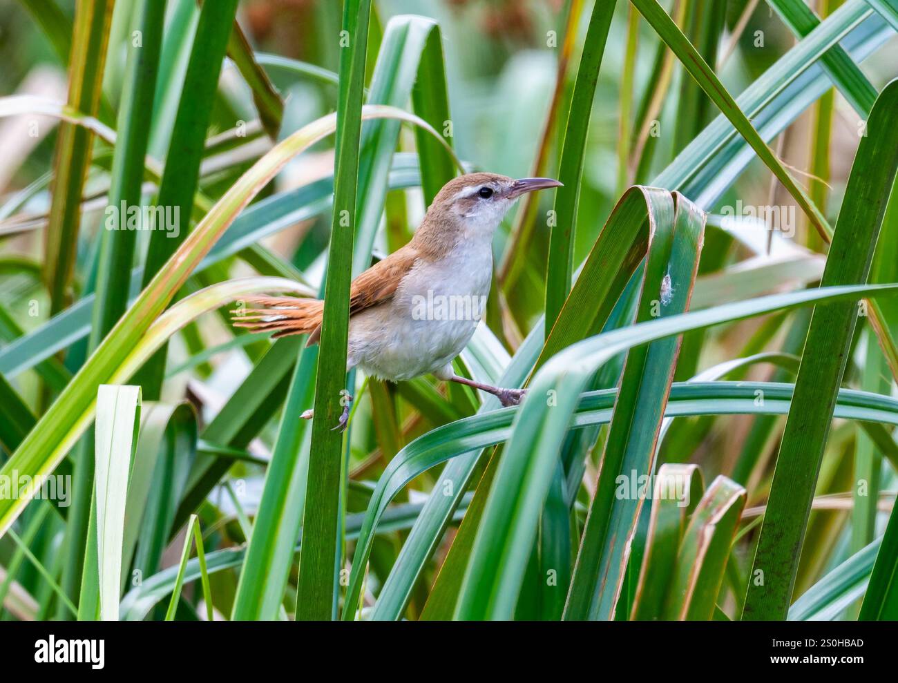 A Curve-billed Reedhaunter (Limnornis curvirostris) foraging in tall ...