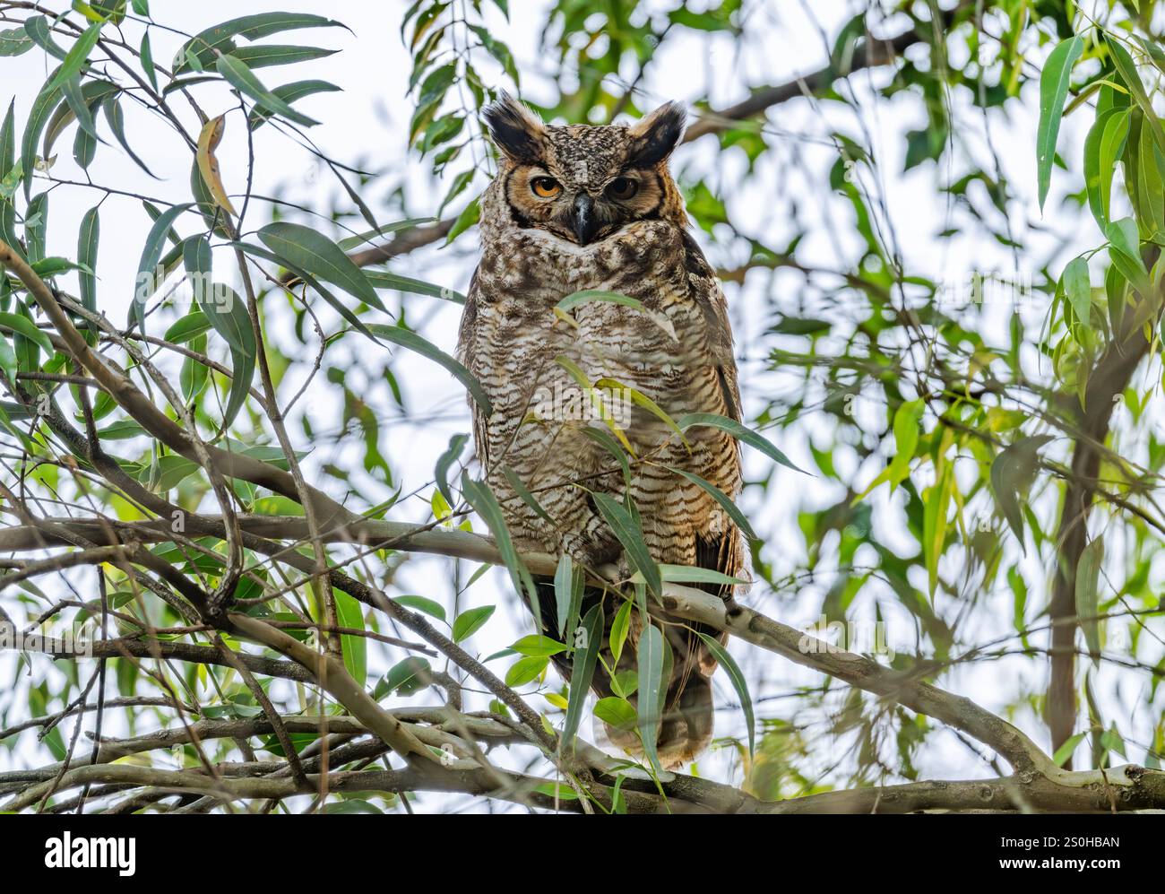 Great horned owl roost tree hi-res stock photography and images - Alamy