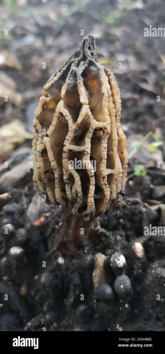 Woodchip Morel (Morchella rufobrunnea Stock Photo - Alamy
