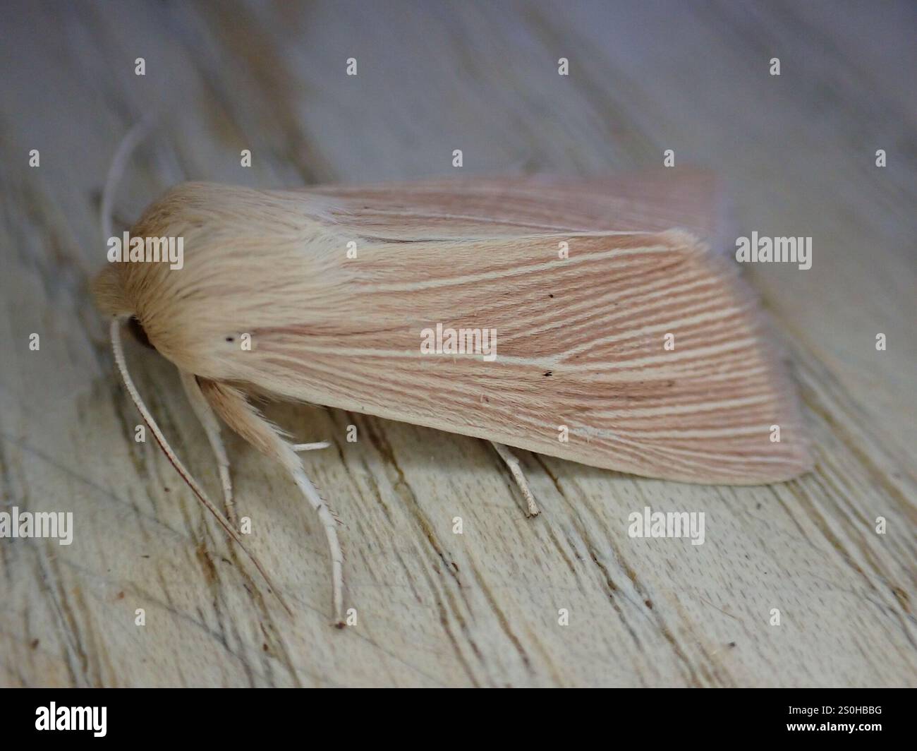 Common Wainscot (Mythimna pallens Stock Photo - Alamy
