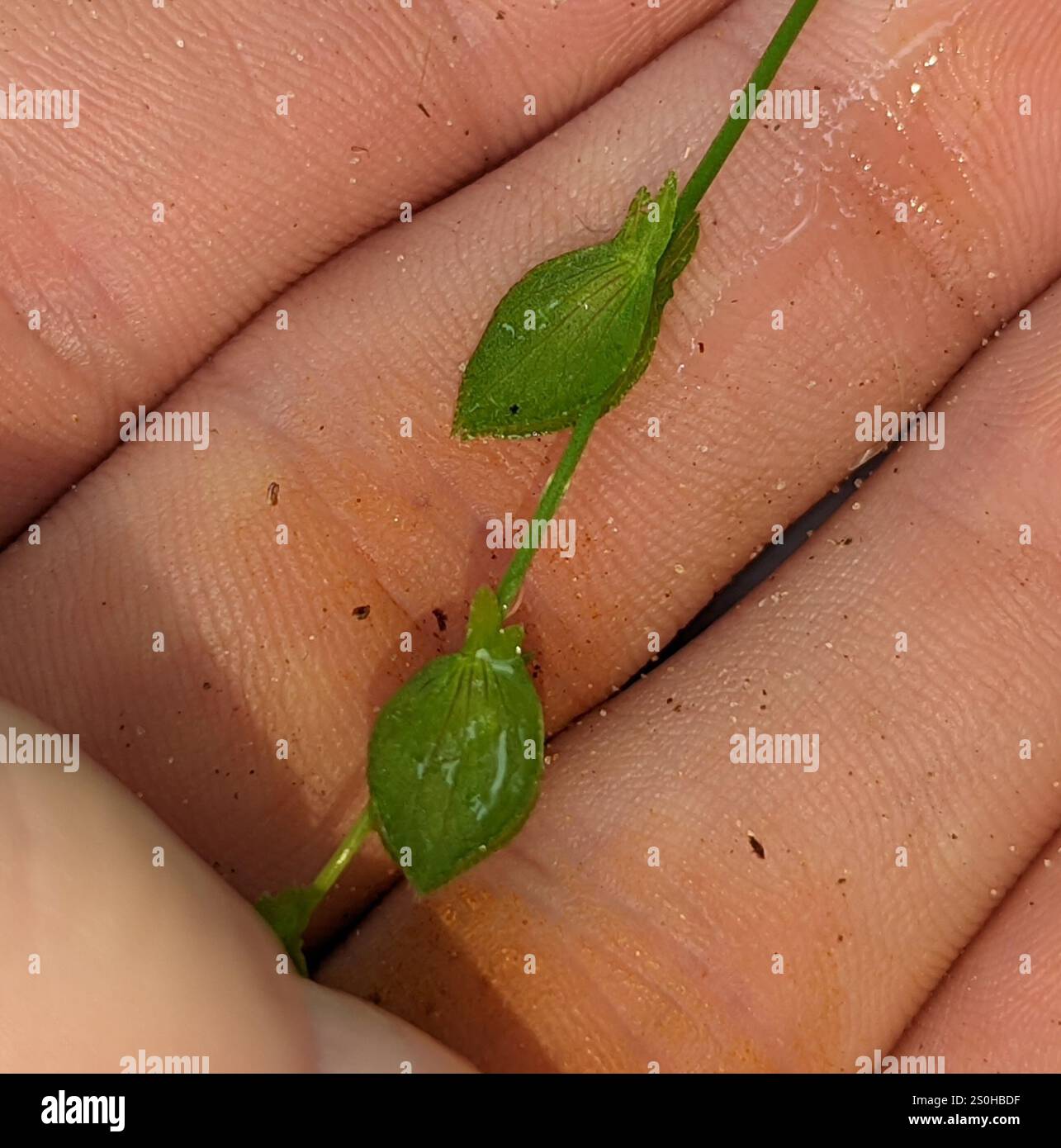 Viperina (Zornia bracteata Stock Photo - Alamy