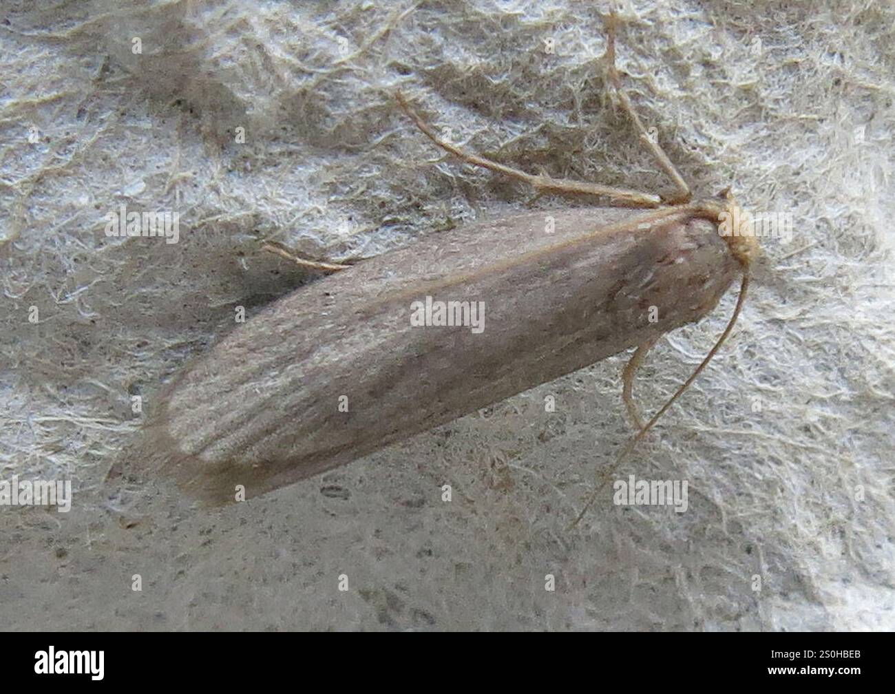Lesser Wax Moth (Achroia grisella Stock Photo - Alamy