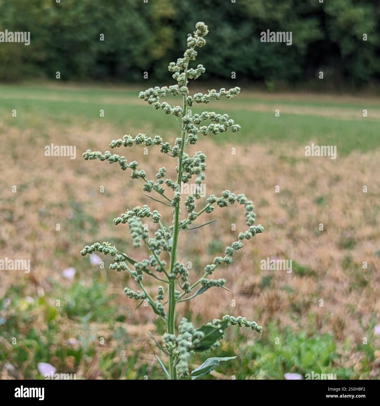 Common Lambsquarters (Chenopodium album Stock Photo - Alamy