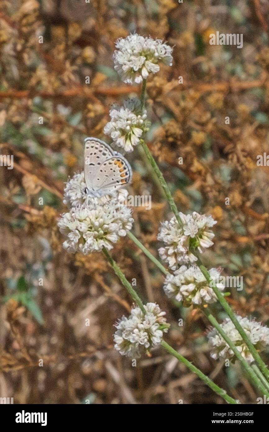 Acmon Blue (Icaricia acmon Stock Photo - Alamy