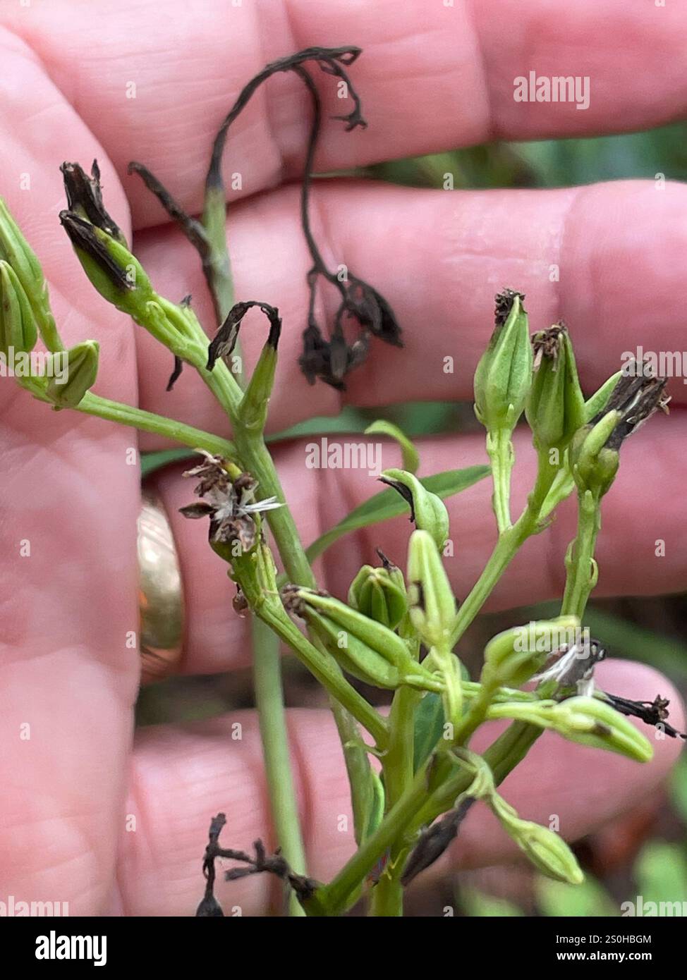 pale Indian plantain (Arnoglossum atriplicifolium Stock Photo - Alamy