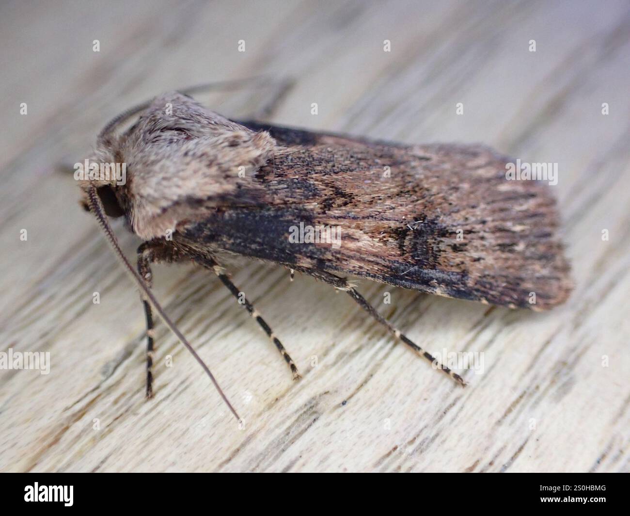 Shuttle-shaped Dart (Agrotis puta Stock Photo - Alamy