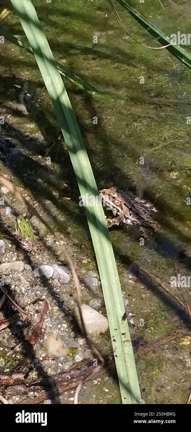 Pool frog complex and its kleptons (Pelophylax lessonae Stock Photo - Alamy