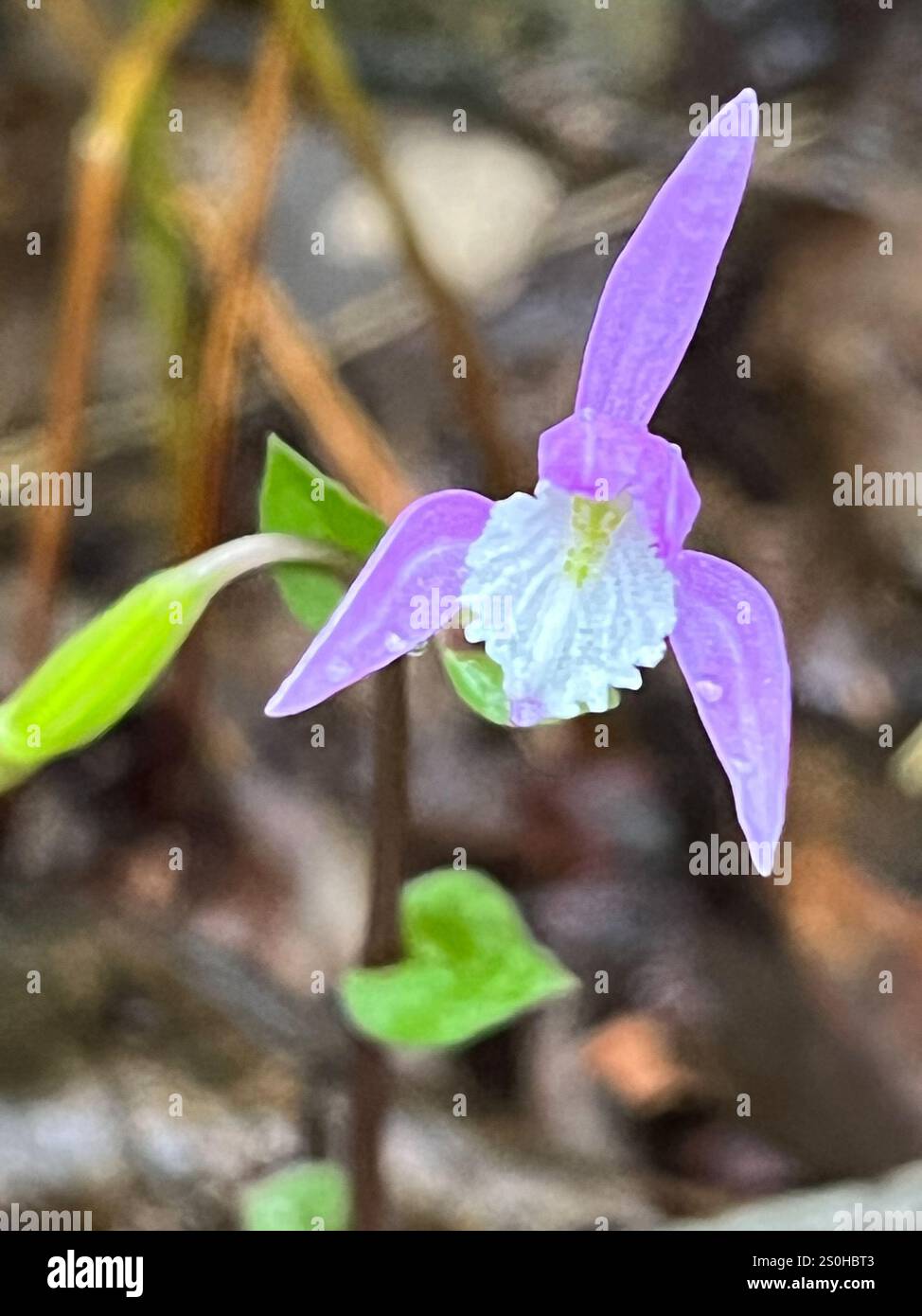 three birds orchid (Triphora trianthophoros Stock Photo - Alamy