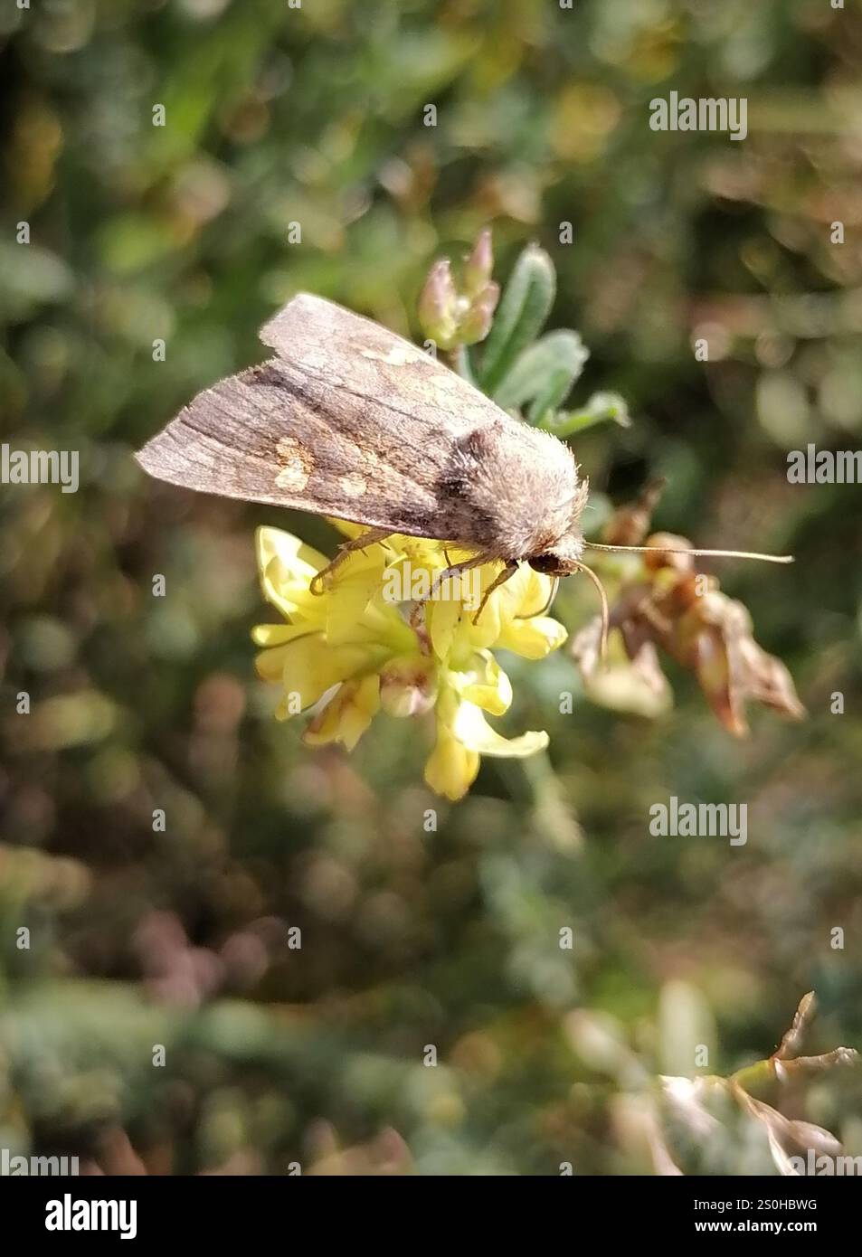 Ear Moth (Amphipoea oculea Stock Photo - Alamy