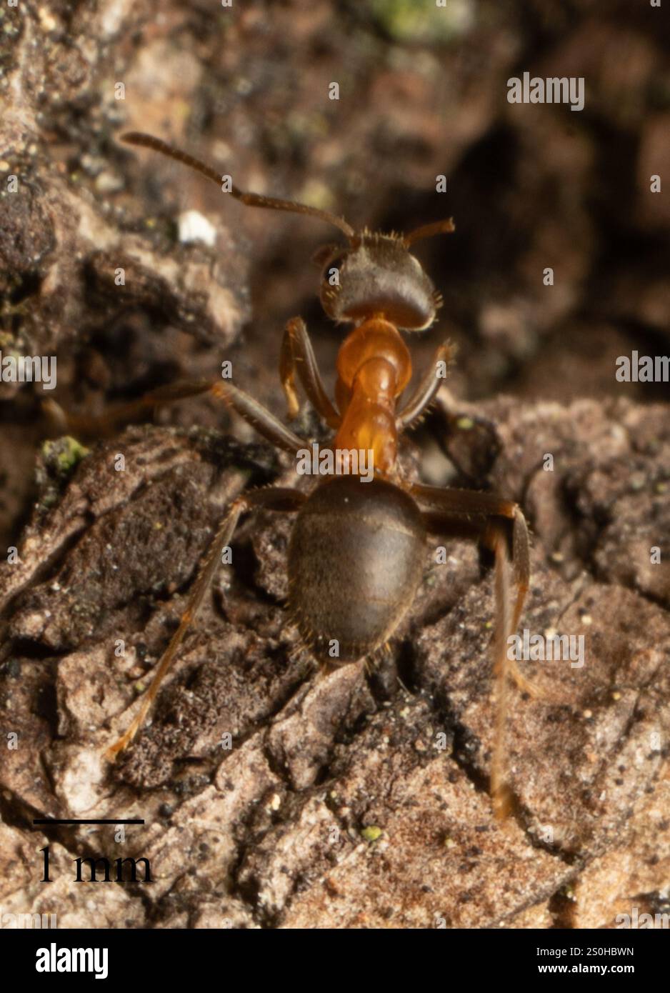 central european bicolored ant (Lasius emarginatus Stock Photo - Alamy