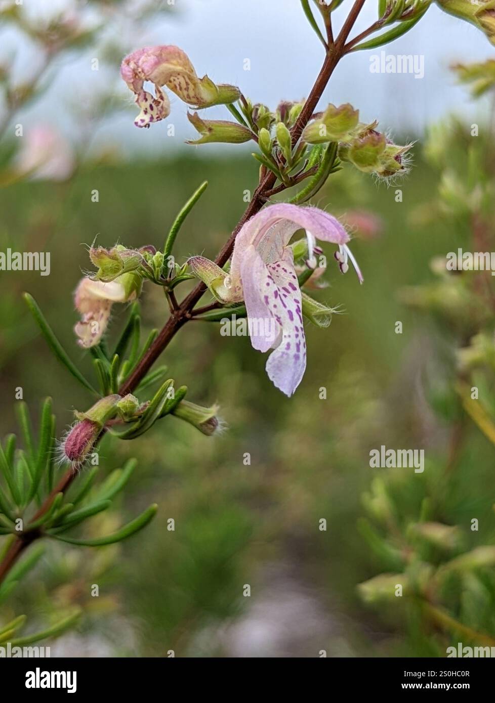 Largeflower False Rosemary (Conradina grandiflora Stock Photo - Alamy