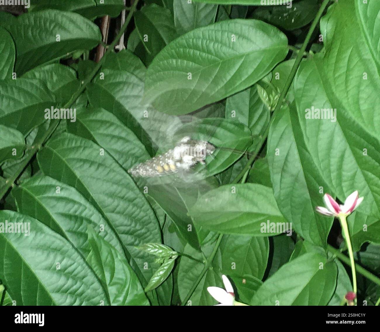 Rustic Sphinx (Manduca rustica Stock Photo - Alamy