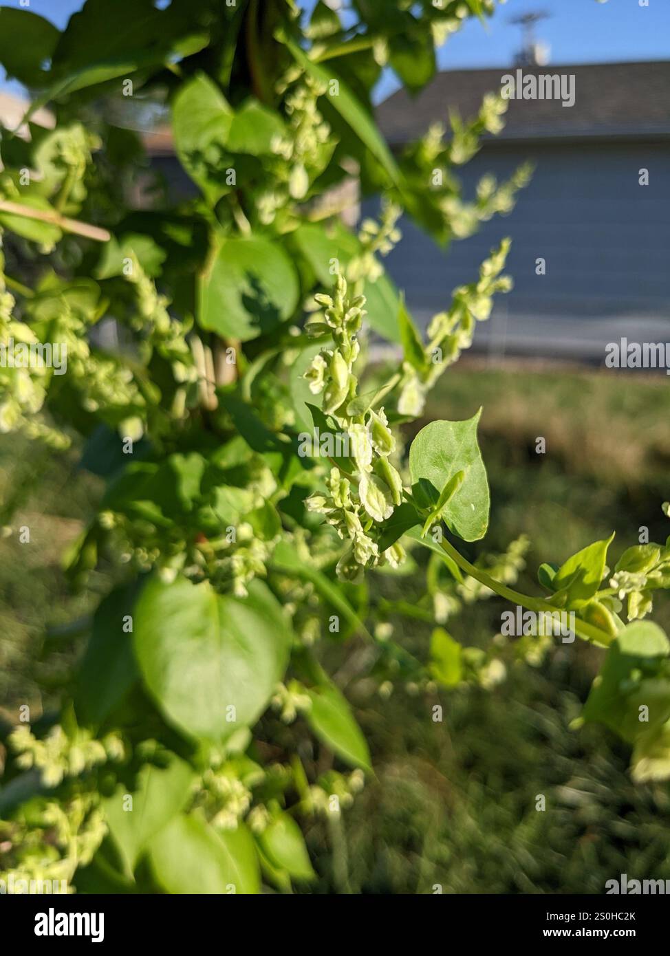 climbing false buckwheat (Fallopia scandens Stock Photo - Alamy