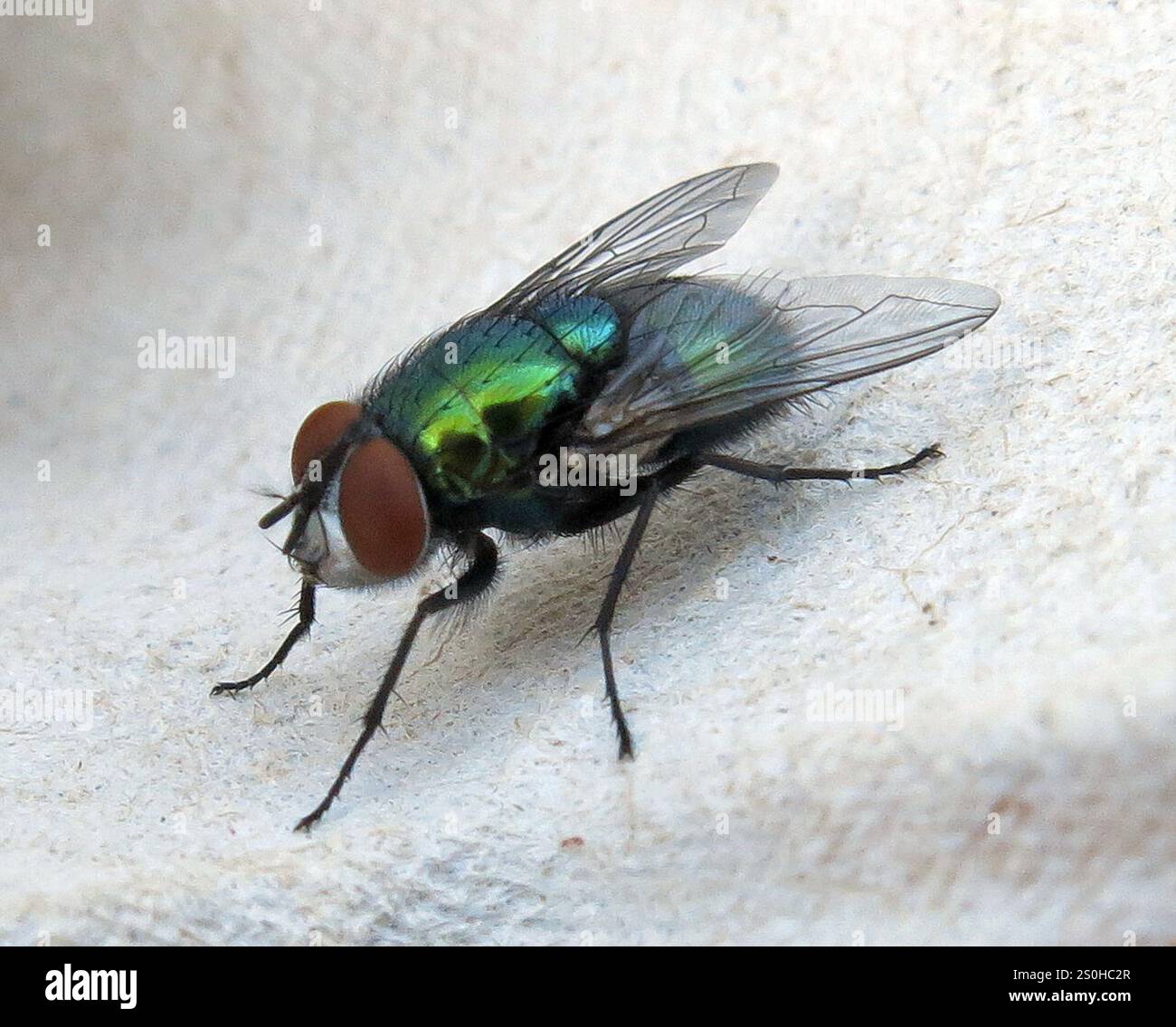 Common European Greenbottle Fly (Lucilia sericata Stock Photo - Alamy