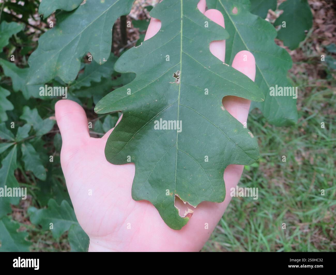white oak (Quercus alba Stock Photo - Alamy