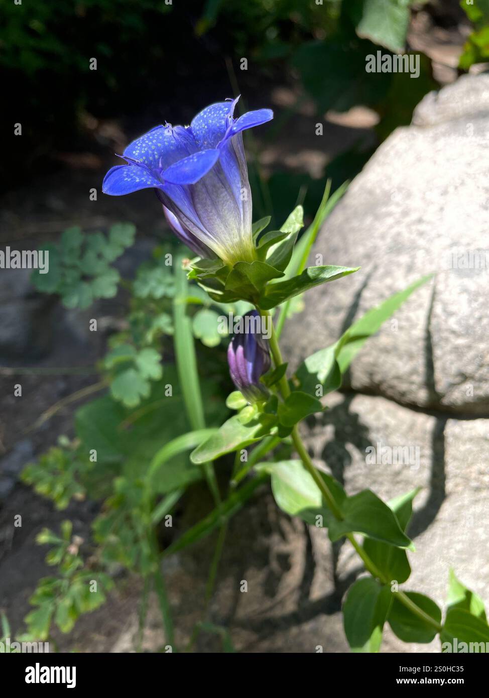Mountain Bog Gentian (Gentiana calycosa Stock Photo - Alamy